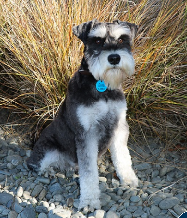 Selwyn council takes lead with NZ-first metal dog tags - Inside ...