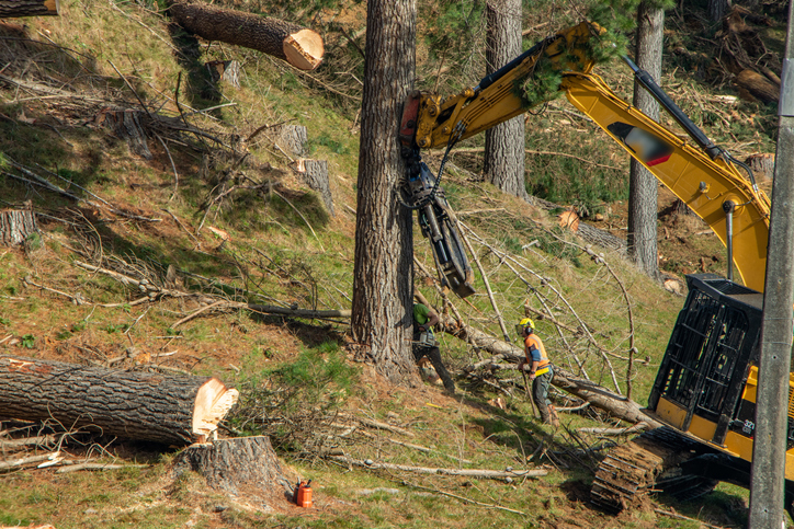 Forestry scholarships on offer - Inside Government NZ