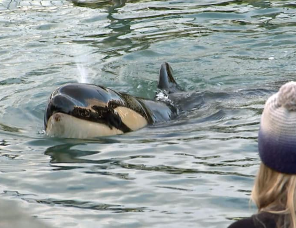 Sad farewell for orca calf 'Toa' - Inside Government NZ