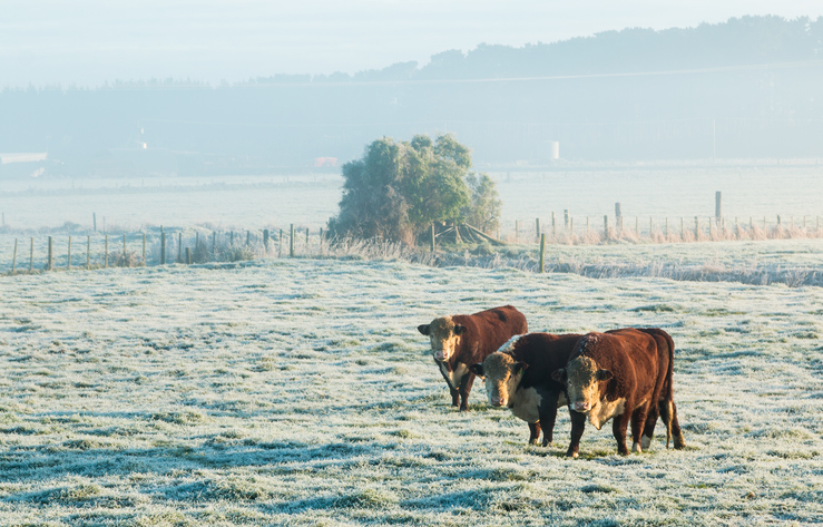 Consultation underway on winter grazing regulations - Inside Government NZ