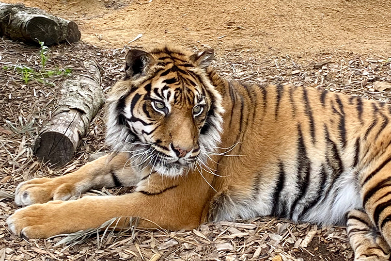 World's 2nd oldest tiger turns 22 - Inside Government NZ