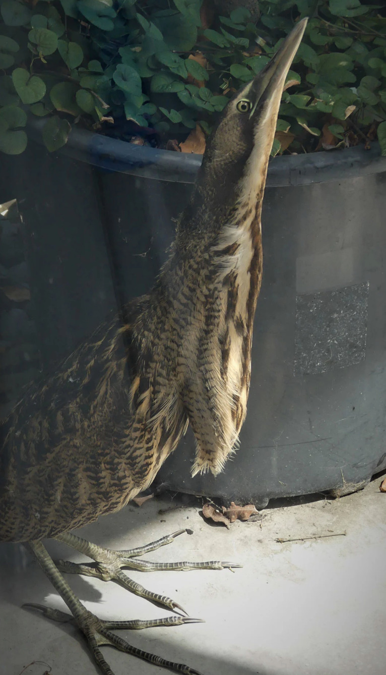Bold young bittern strikes a pose in Cambridge - Inside Government NZ