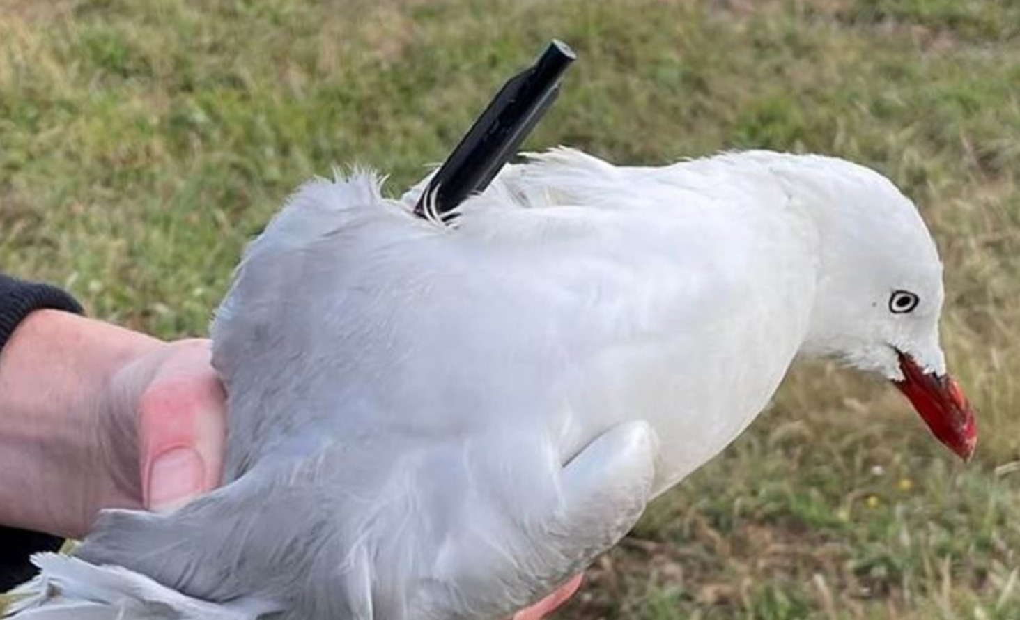 DOC appalled by crossbow attack on gull - Inside Government NZ