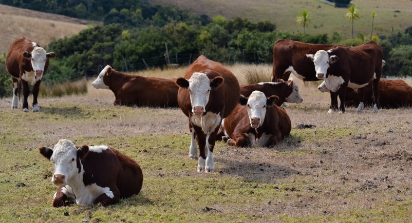 Climate Change report recommends farm levy scheme - Inside Government NZ