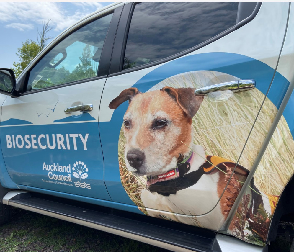 Auckland's first biosecurity dog farewelled - Inside Government NZ