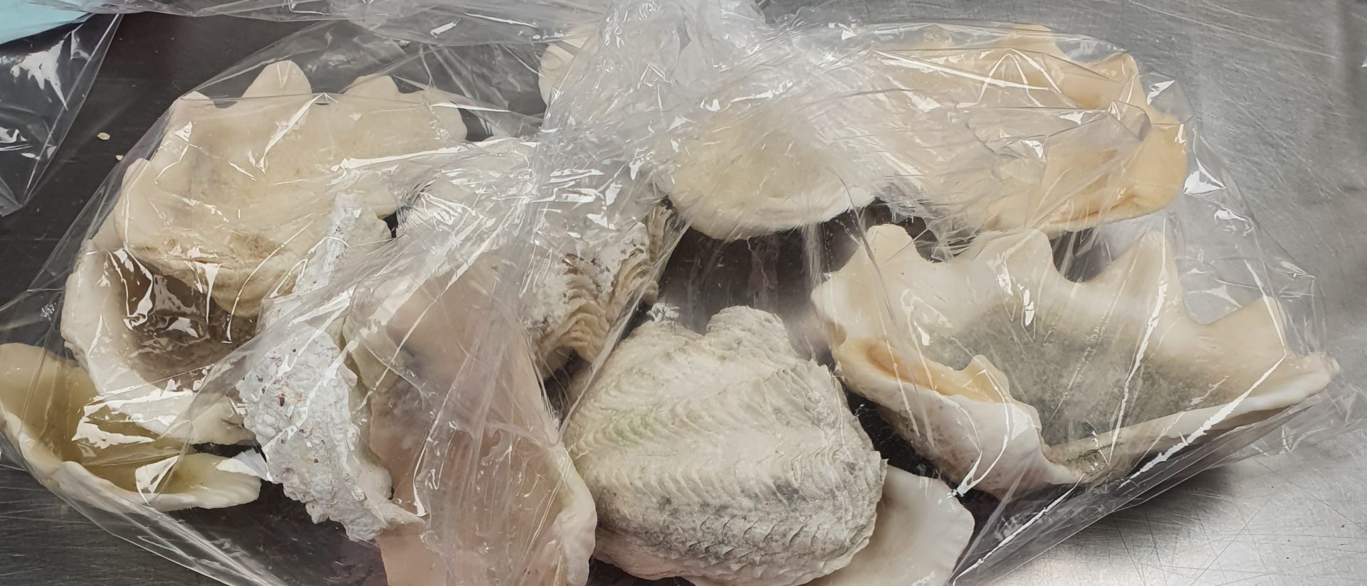 Clam case slams shut on travellers - Inside Government NZ