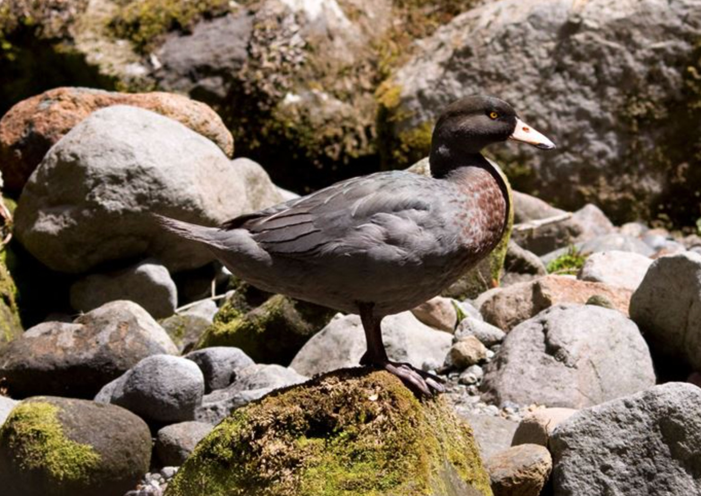 Climate change challenges whio count - Inside Government NZ