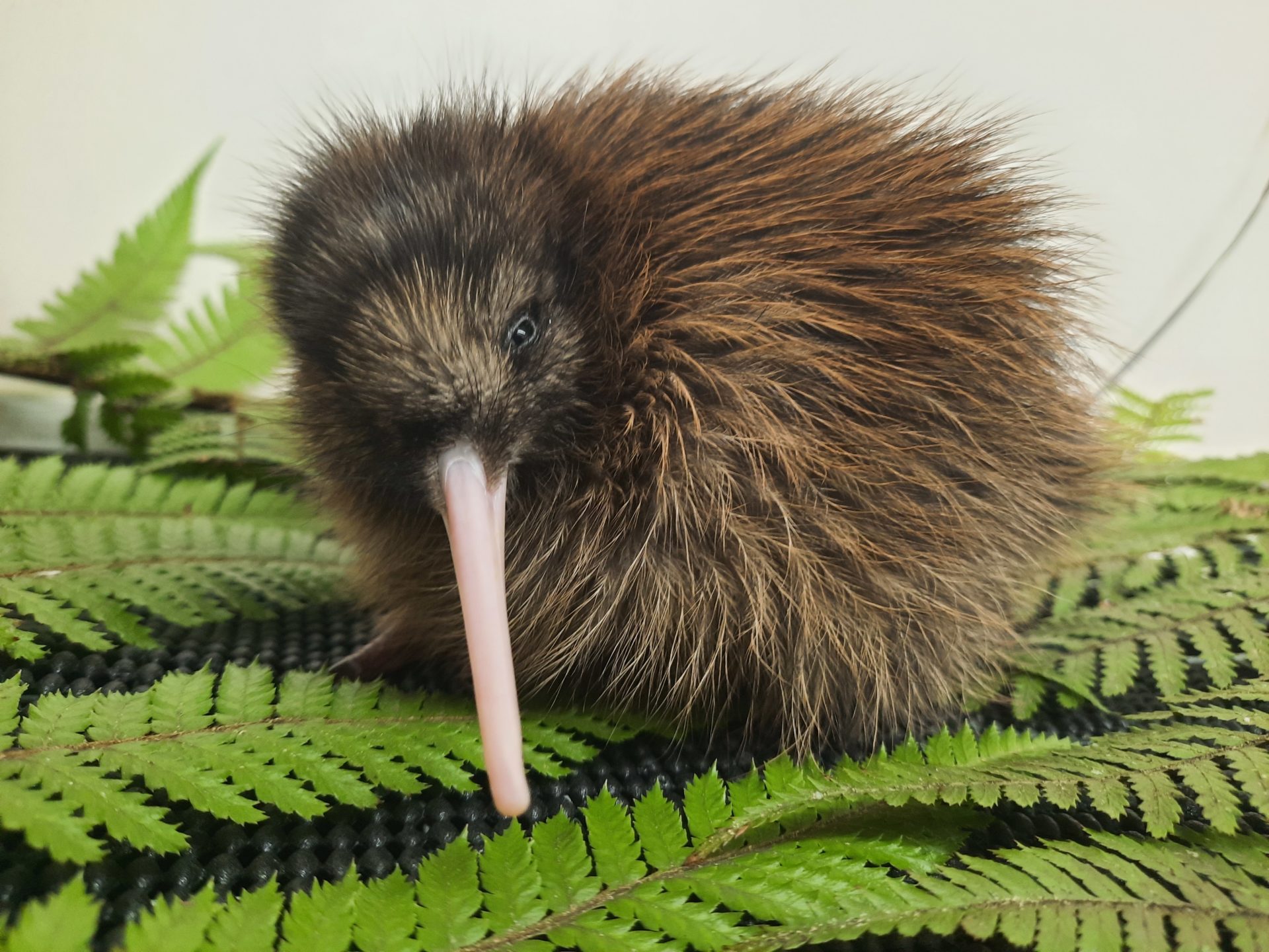 Season's first tokoeka chick hatches - Inside Government NZ
