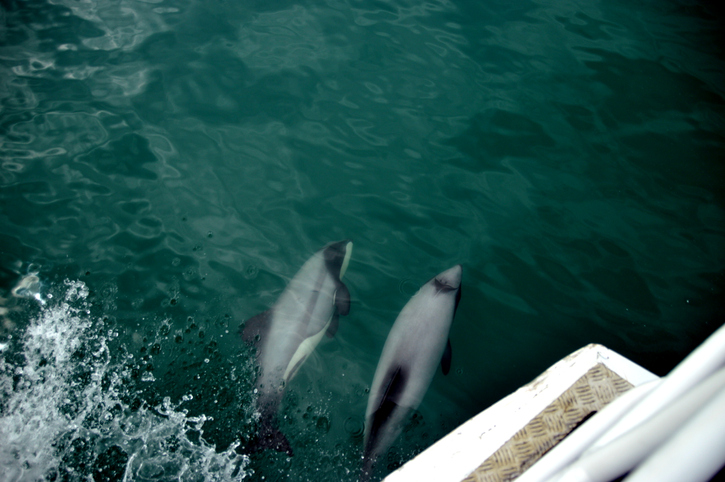 New fishing protections for Hector's dolphins - Inside Government NZ
