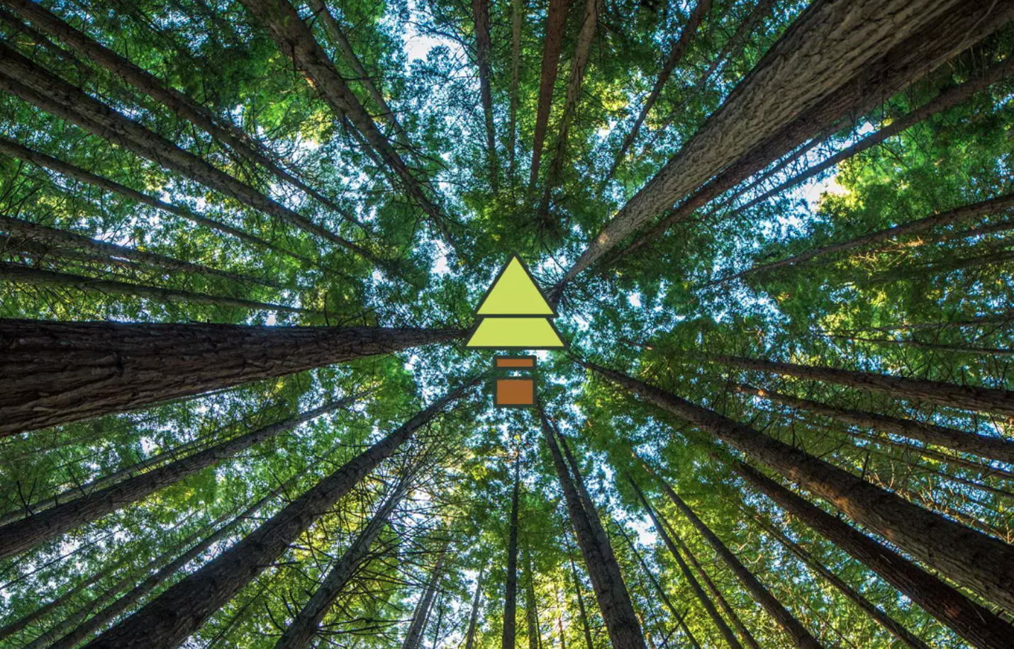 Plan to grow value and sustainability of forestry sector - Inside ...