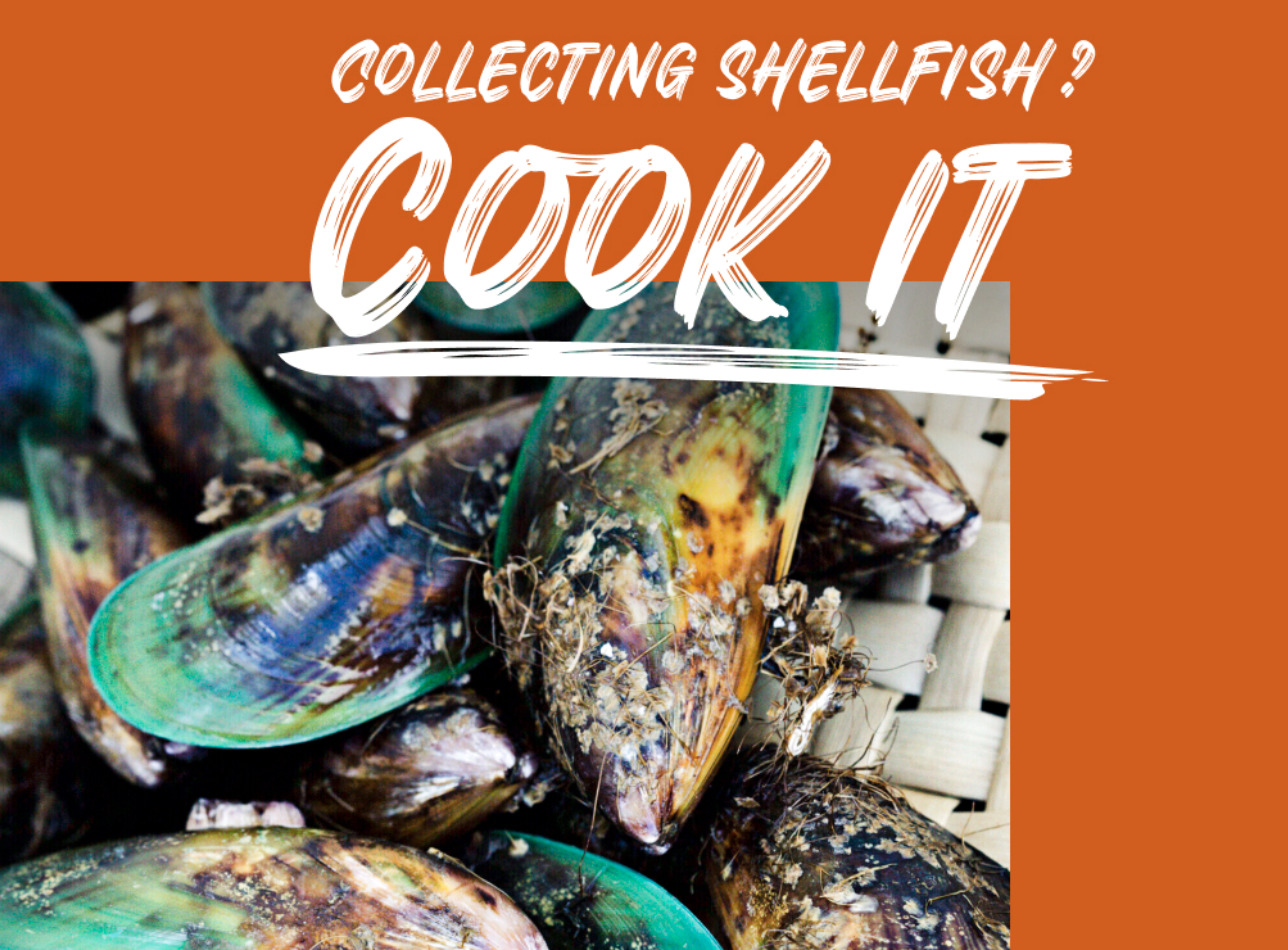Summer shellfish warning issued - Inside Government NZ