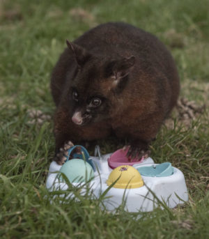 Study finds social learning is child's play for possums - Inside ...