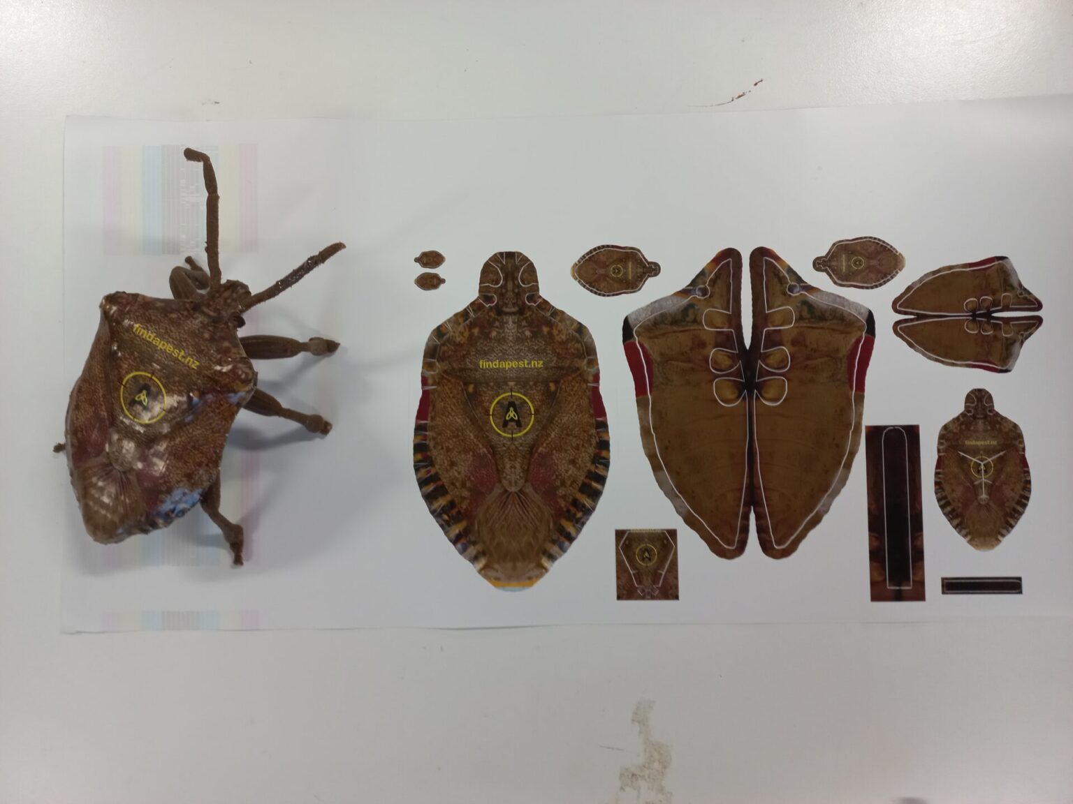 3D-printed bug could sniff out invasion threat - Inside Government NZ