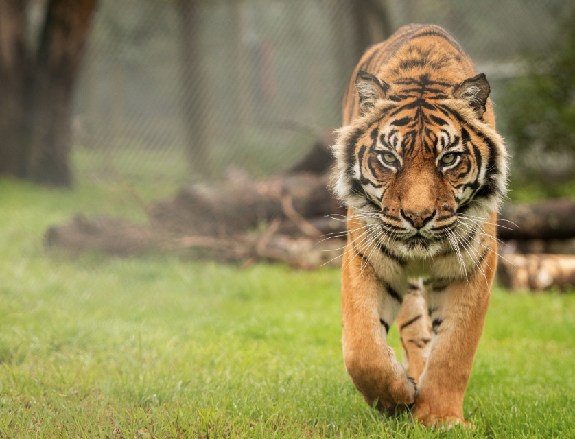 Hamilton Zoo farewells beloved tiger - Inside Government NZ