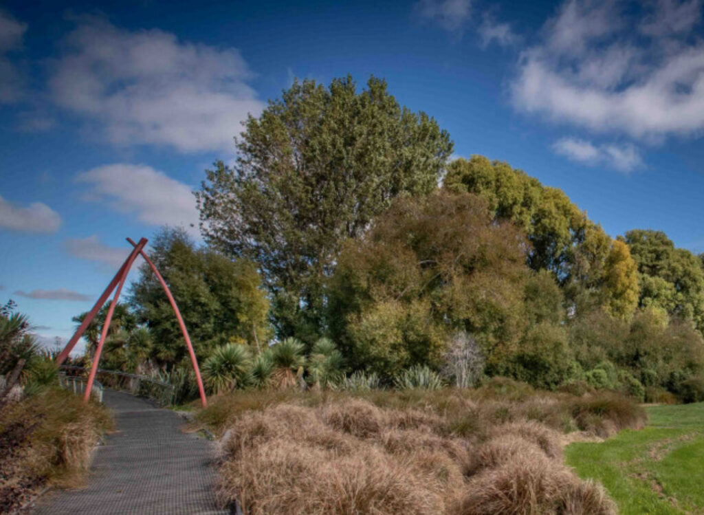 Ailing Christchurch willow trees to be removed - Inside Government NZ