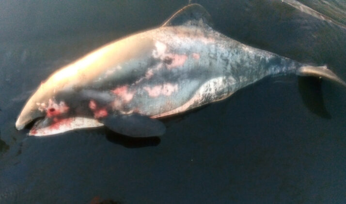 DOC confirms cause of dolphin death - Inside Government NZ