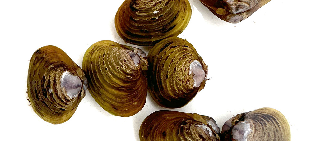 Waikato warning over new clam species - Inside Government NZ