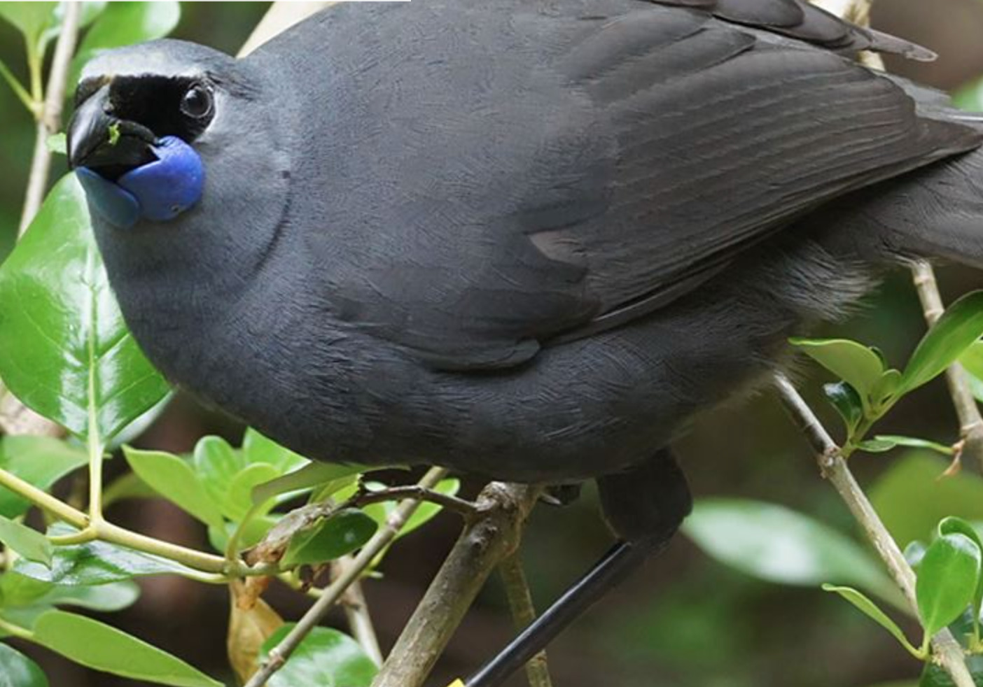 Kōkako breaks its 25-year silence - Inside Government NZ