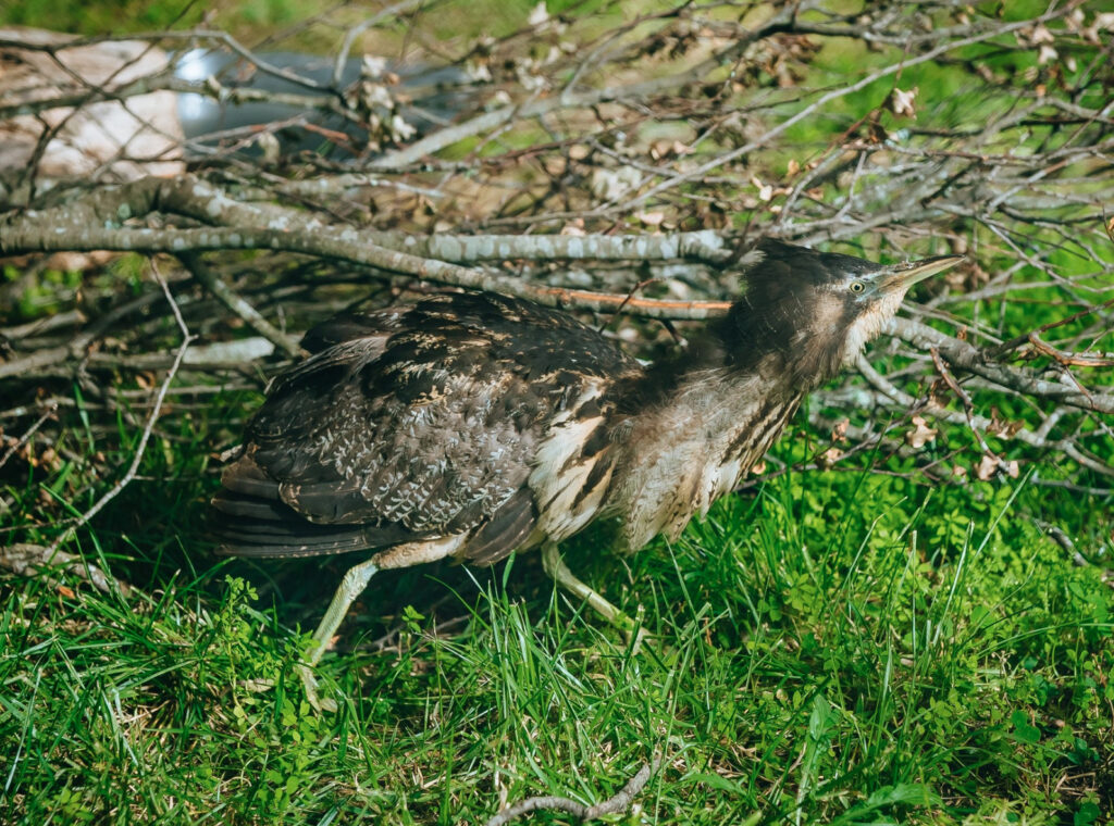 Rare bird released following zoo stay - Inside Government NZ