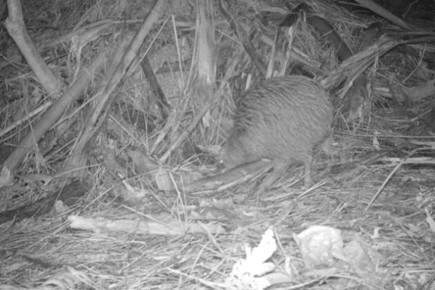 Coromandel proves a conservation dream - Inside Government NZ