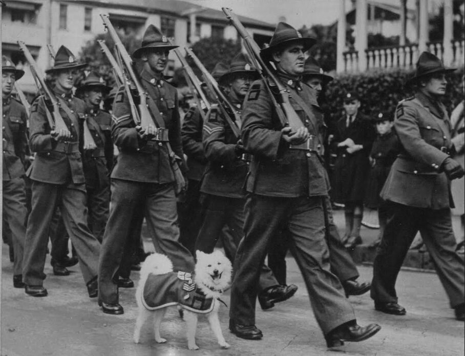 NZDF to honour service animals - Inside Government NZ