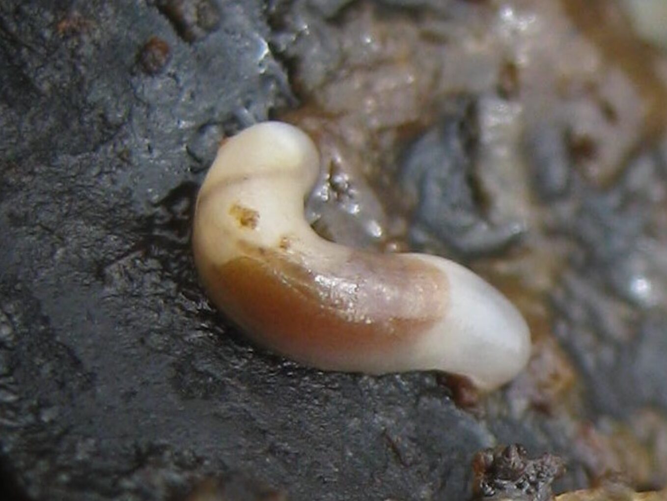 Otago claims rare 'star' sea slug - Inside Government NZ