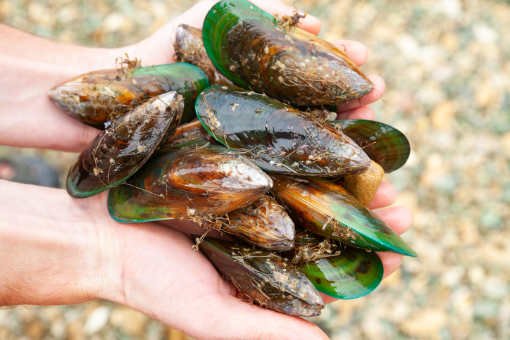 Govt backs mussel survival project - Inside Government NZ