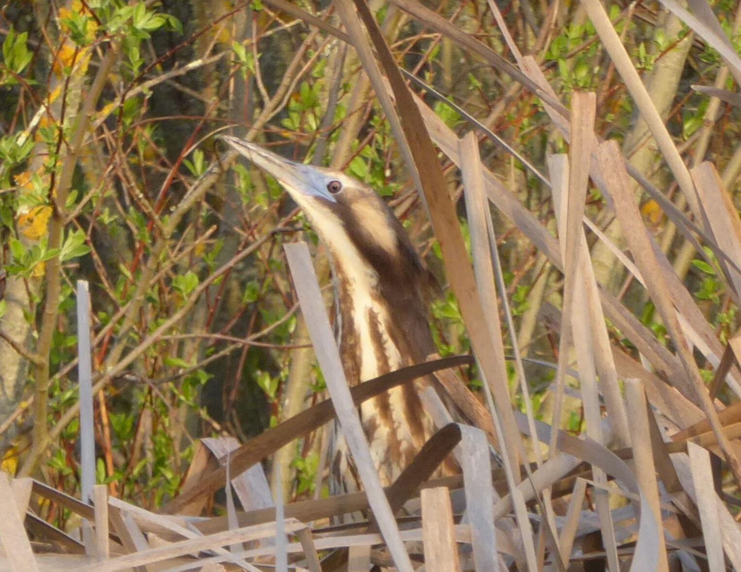 Call to the Great Matuku Muster - Inside Government NZ