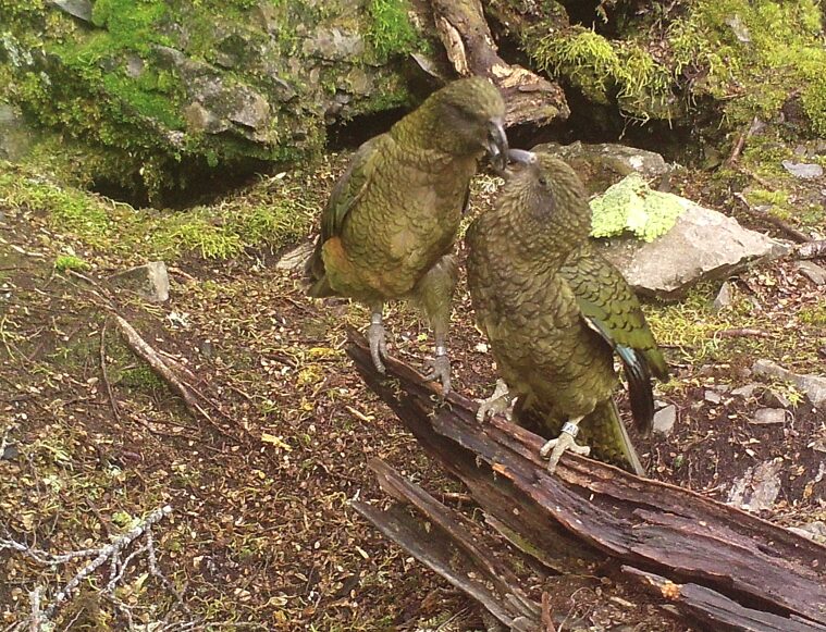 Rainbow valley kea breeding success - Inside Government NZ