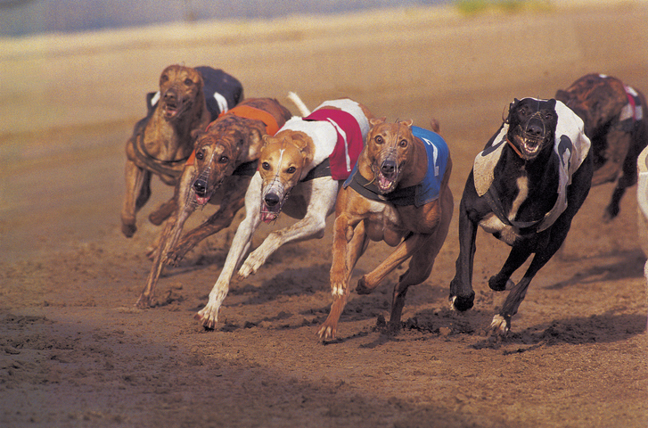 Finish line in sight for greyhound racing - Inside Government NZ