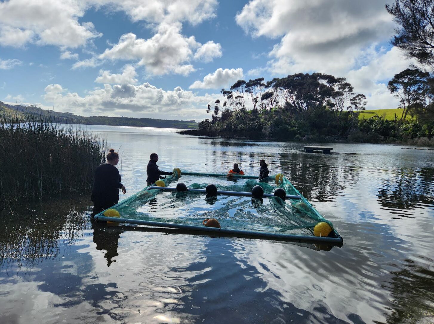 Urgent action needed to save Lake Rototoa kākahi - Inside Government NZ
