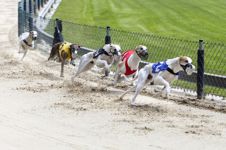 Plan to end greyhound racing picks up pace - Inside Government NZ