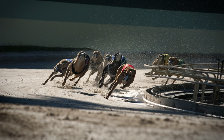 Cabinet formally agrees to end greyhound racing - Inside Government NZ