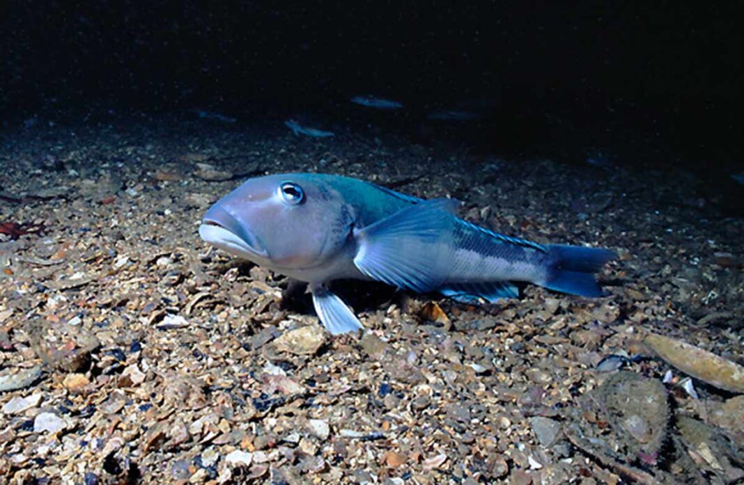 Protection boosted for Marlborough Sounds blue cod - Inside Government NZ