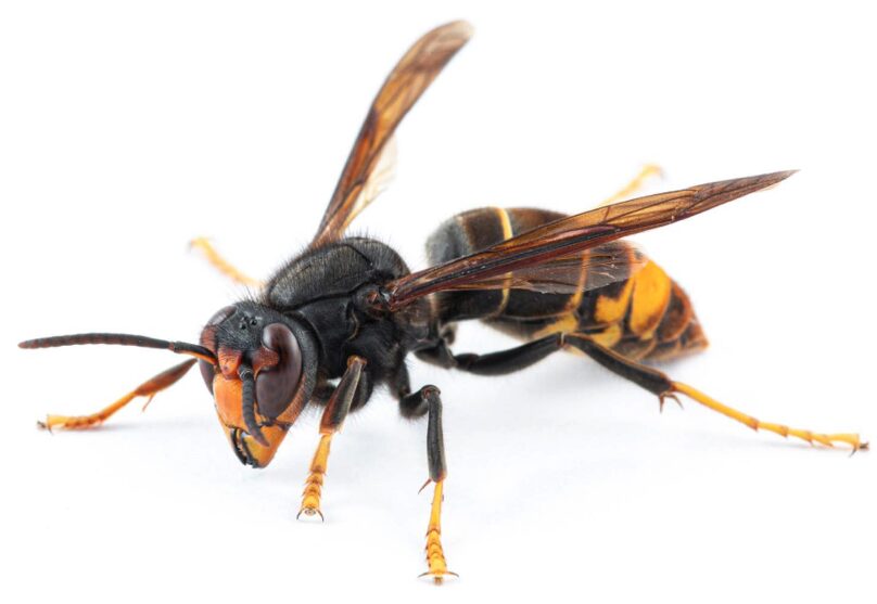 Biosecurity New Zealand ramps up hornet response - Inside Government NZ