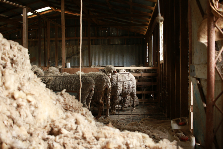 $75,000 fund to support woolshed best practice training - Inside ...