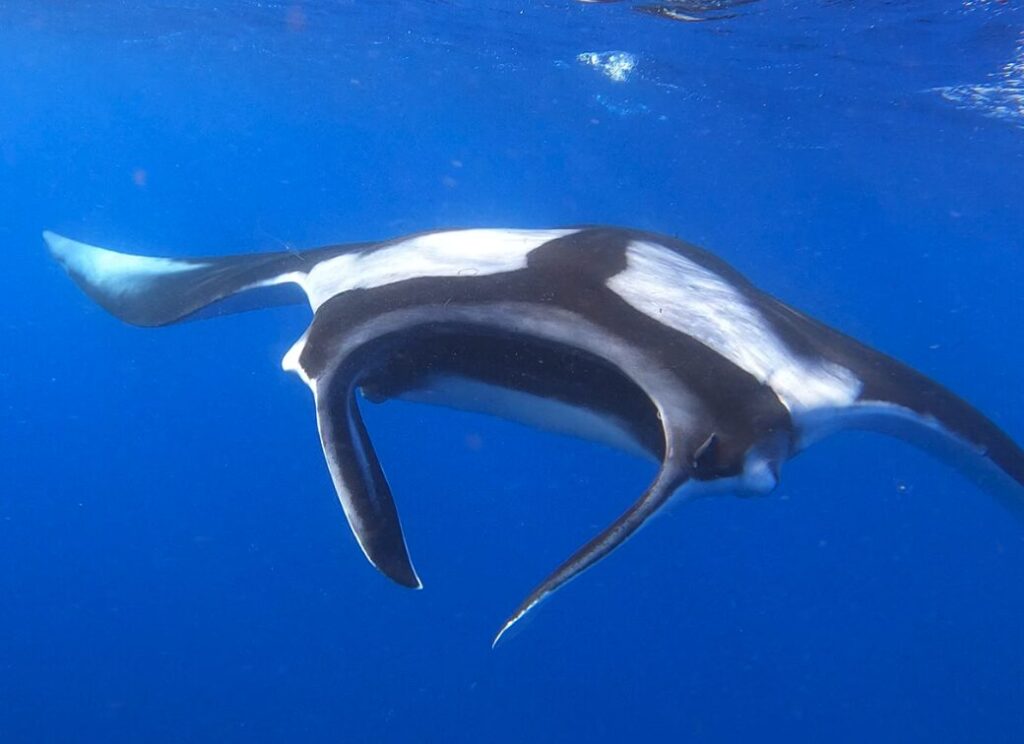 NZ-first protection for 'gentle giant' manta ray - Inside Government NZ