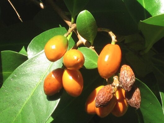 Karaka tree berry warning for dog owners - Inside Government NZ