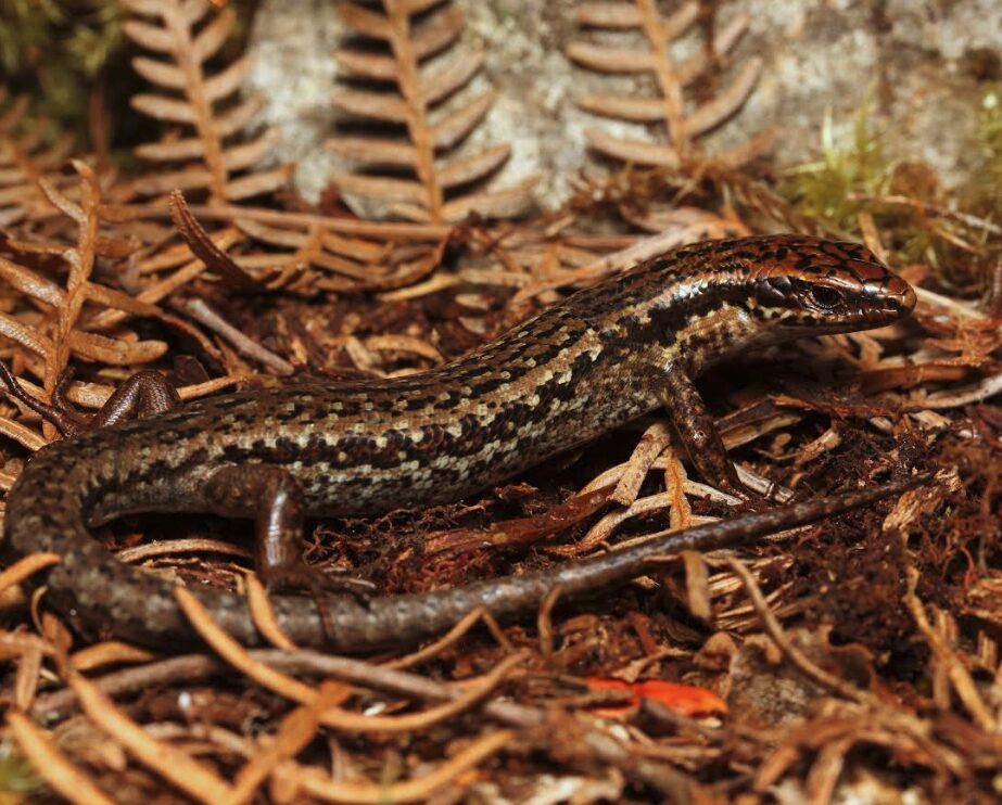 Rare skinks rushed to safety ahead of beech mast - Inside Government NZ
