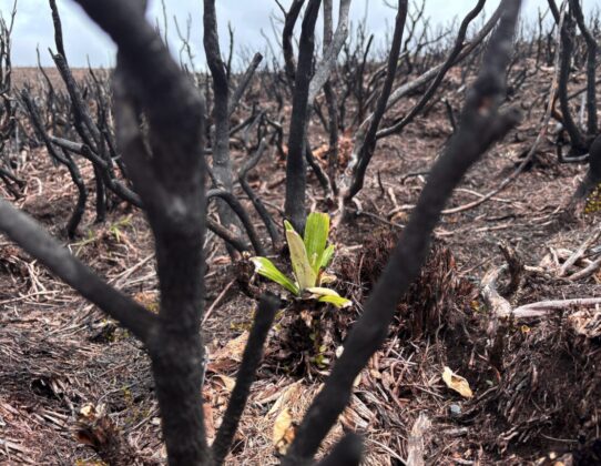 $3.5m to aid Tongariro National Park fire recovery - Inside Government NZ