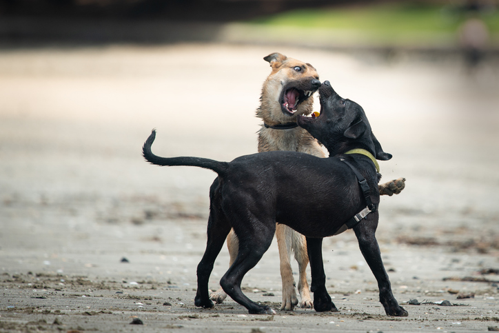 Govt orders review of Dog Control Act in wake of serious attacks ...