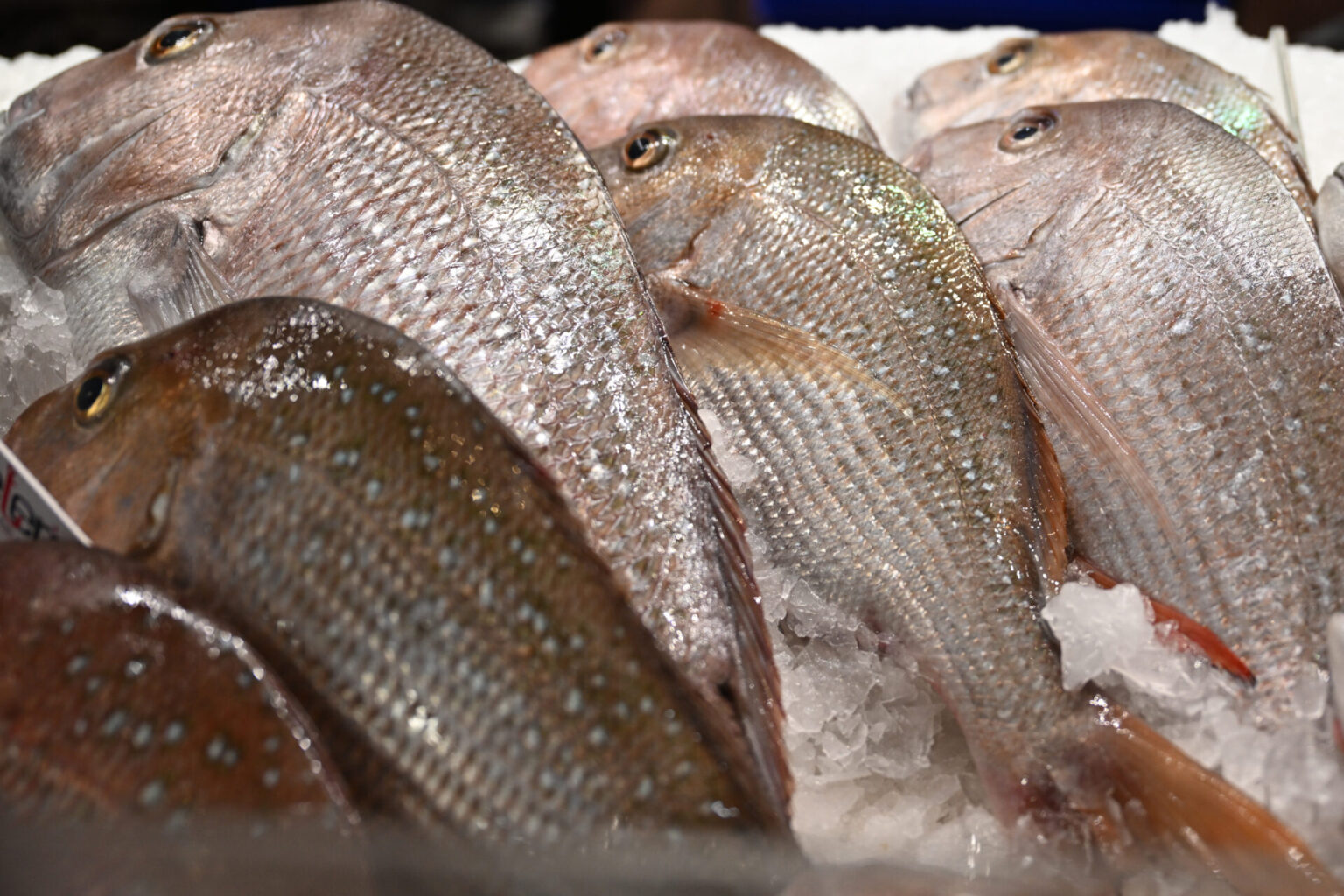 Feedback sought for proposed fish catch limit changes - Inside ...