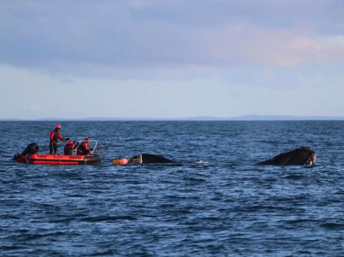 Entangled southern right whale freed in NZ-first effort - Inside ...