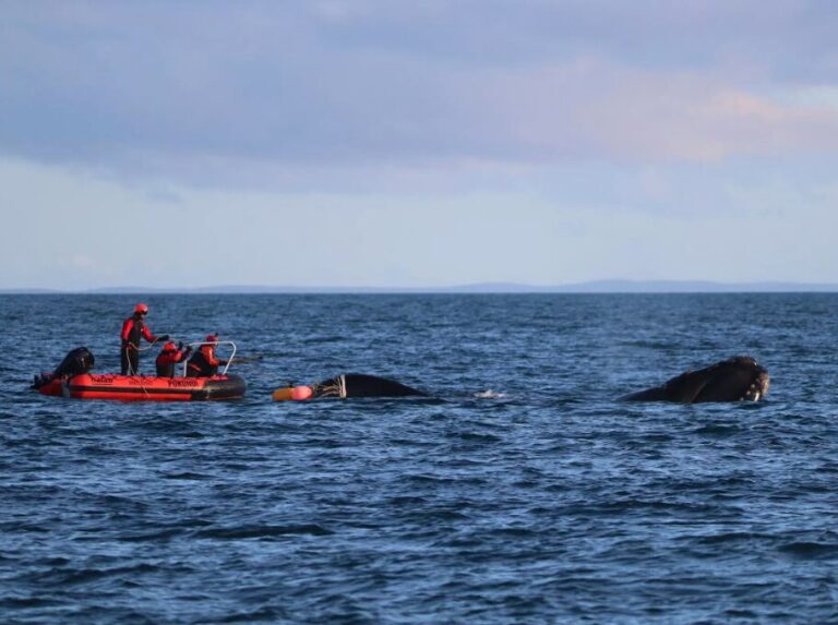 Entangled southern right whale freed in NZ-first effort - Inside ...
