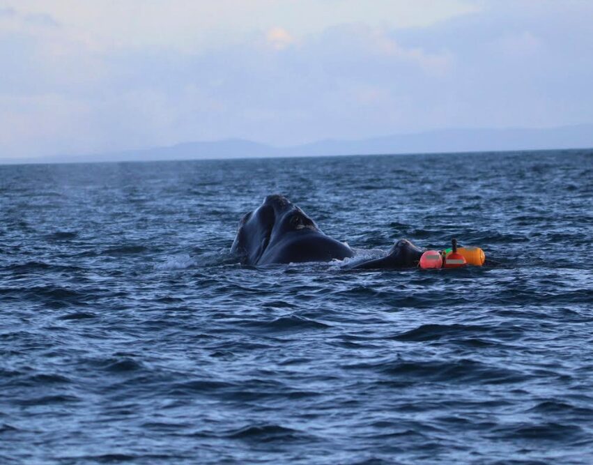 Entangled southern right whale freed in NZ-first effort - Inside ...
