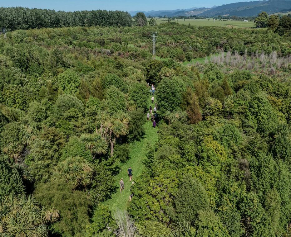First ETS ballot opens for exotic forestry on marginal land - Inside ...