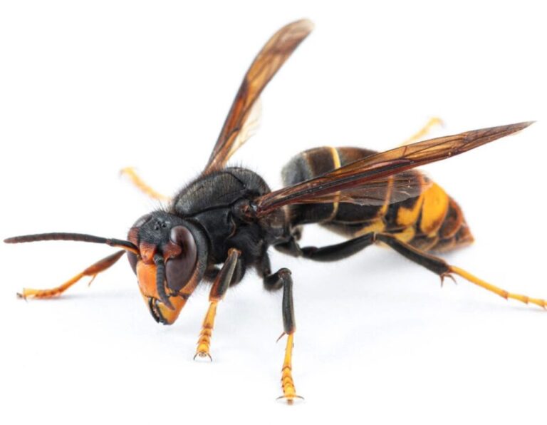 New research projects to take sting out of hornet issue - Inside ...
